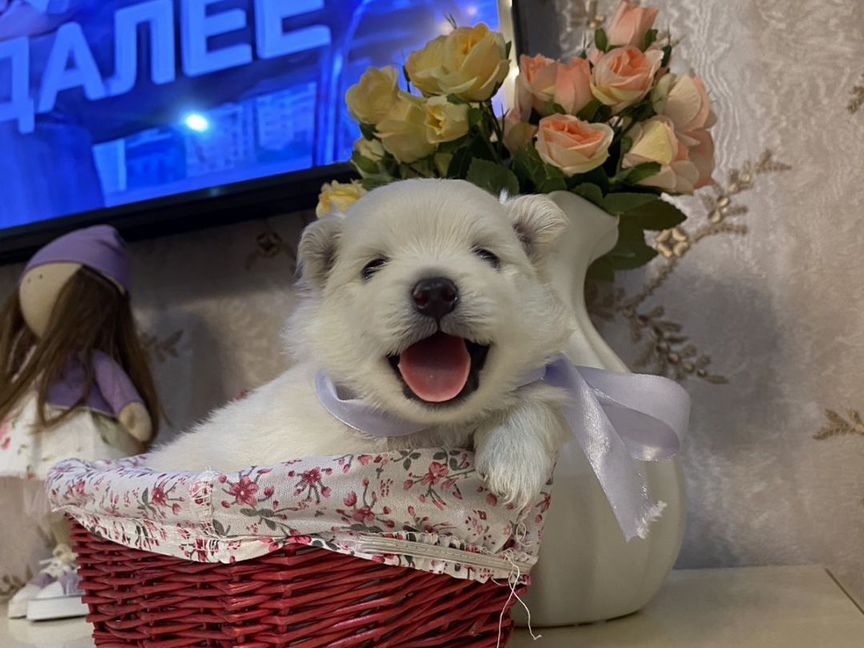 Щенки немецкого шпица