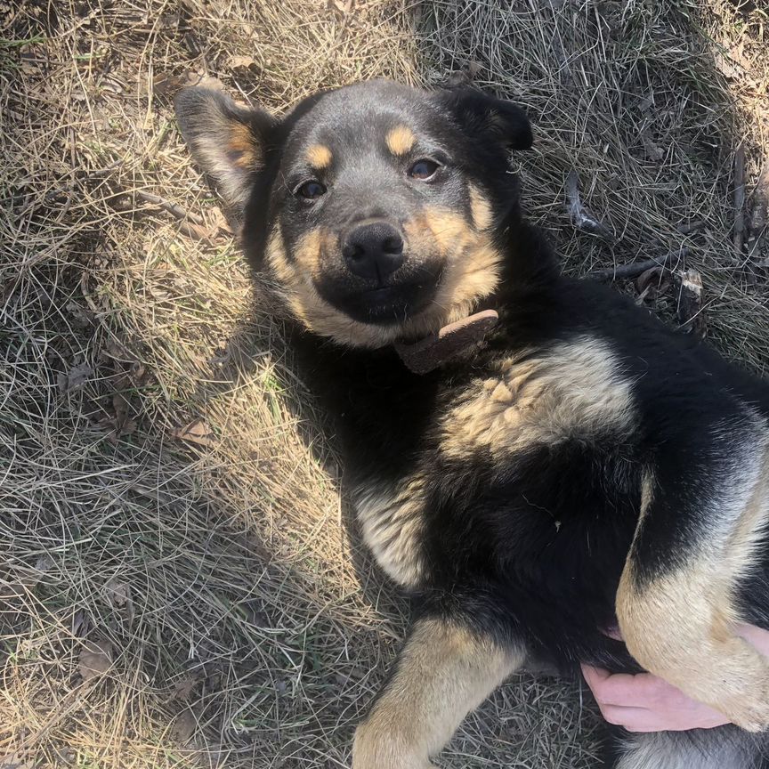 Щенок мальчик в добрые руки