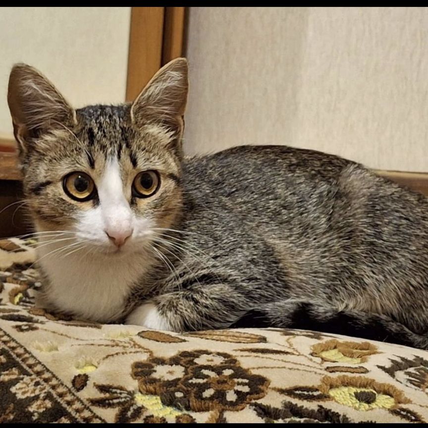 Девочка котёнок скоро опять окажется на улице