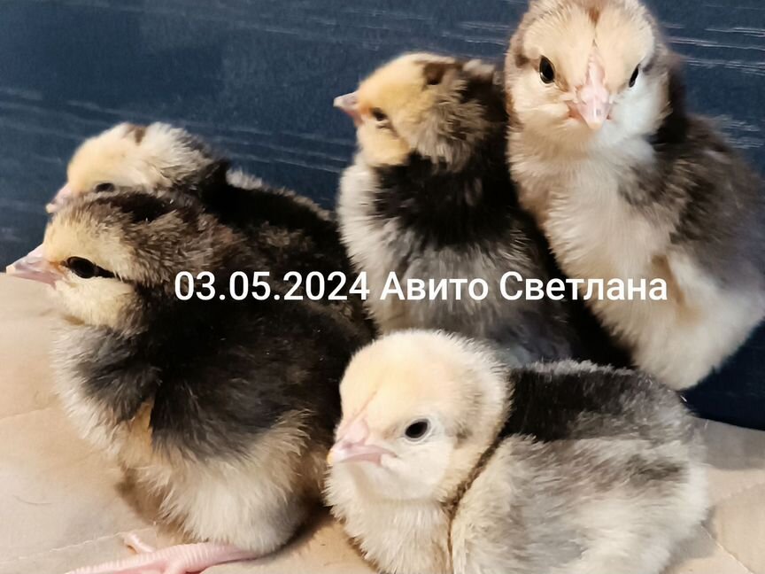 Цыплята суточные несушки