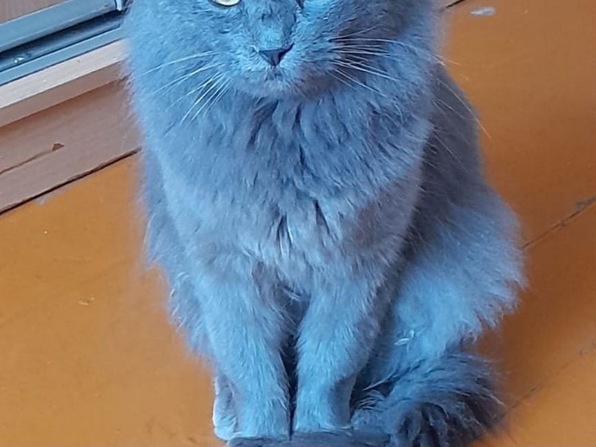 Котик найденный на улице