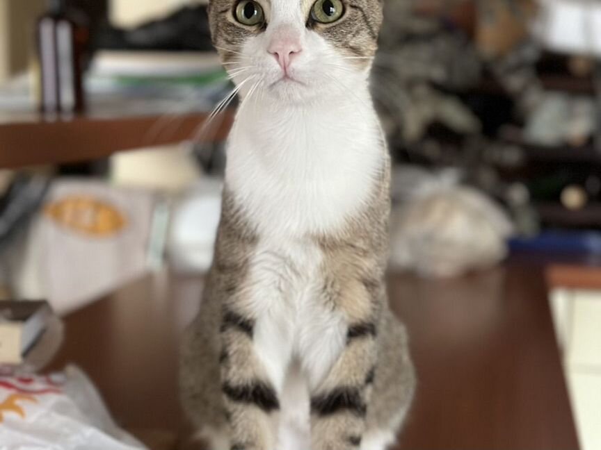 Кот ждёт
