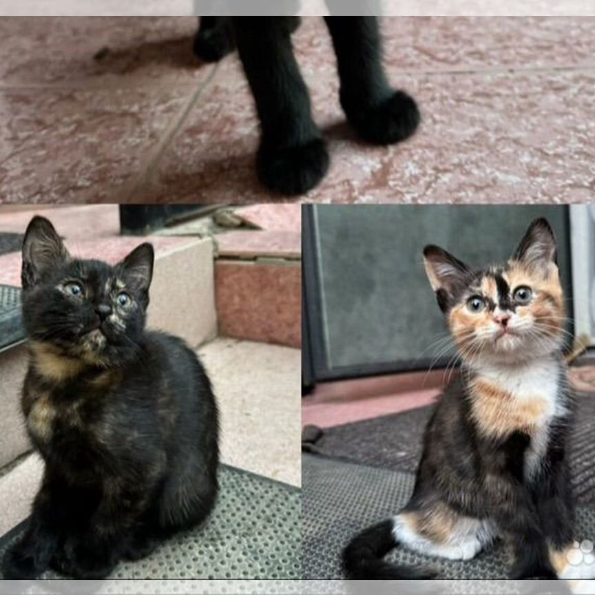 Отдаем даром котят