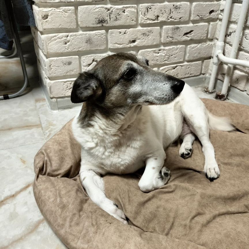 Джек рассел метис 14 лет в добрые руки