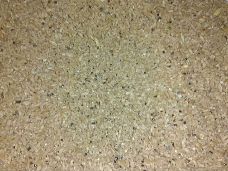 Продам пшеницу отходы, в наличии 12 мешков