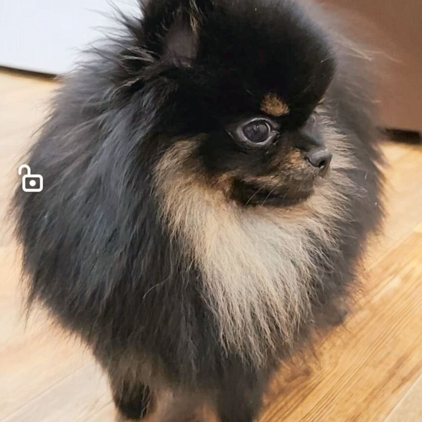 Померанский шпиц медвежьего типа