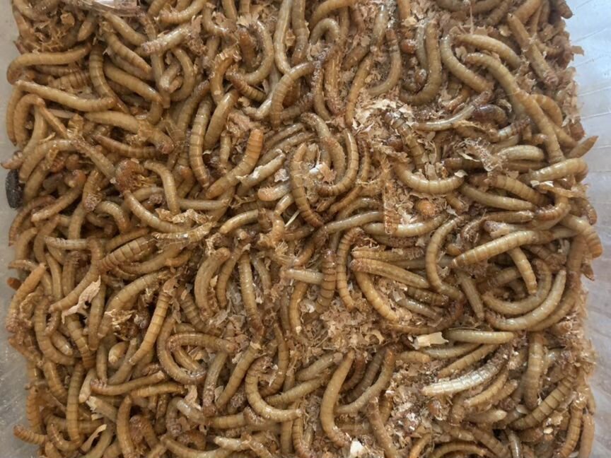 Мучной червь