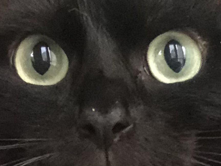 Котик из приюта