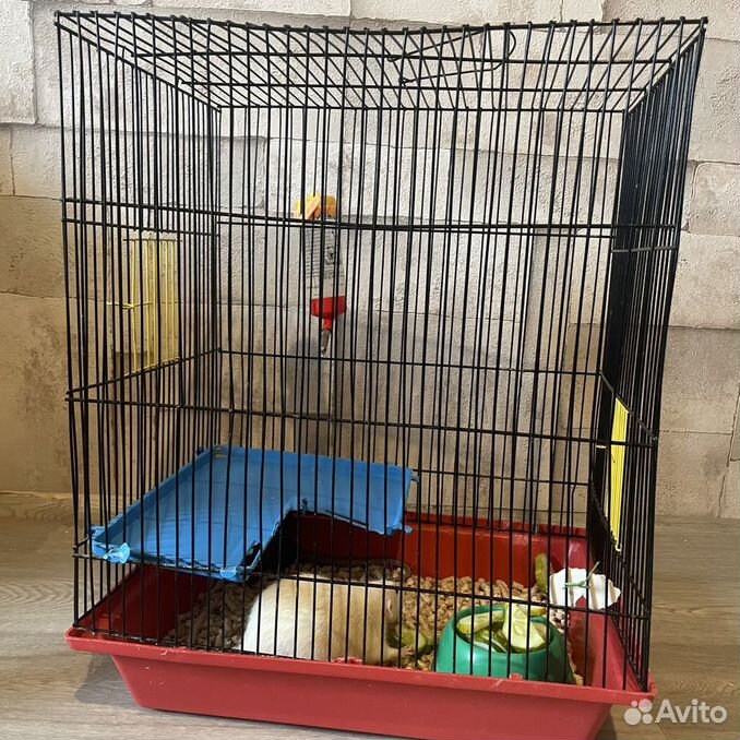 Продаю крысок