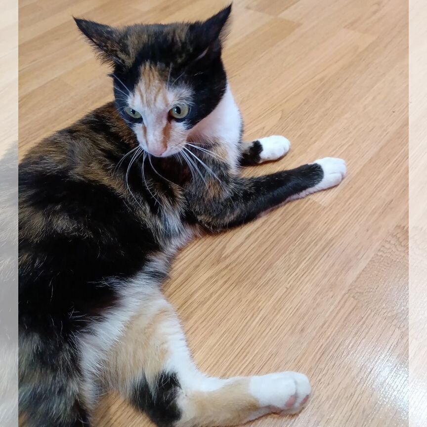 Взрослая, кошка в добрые руки