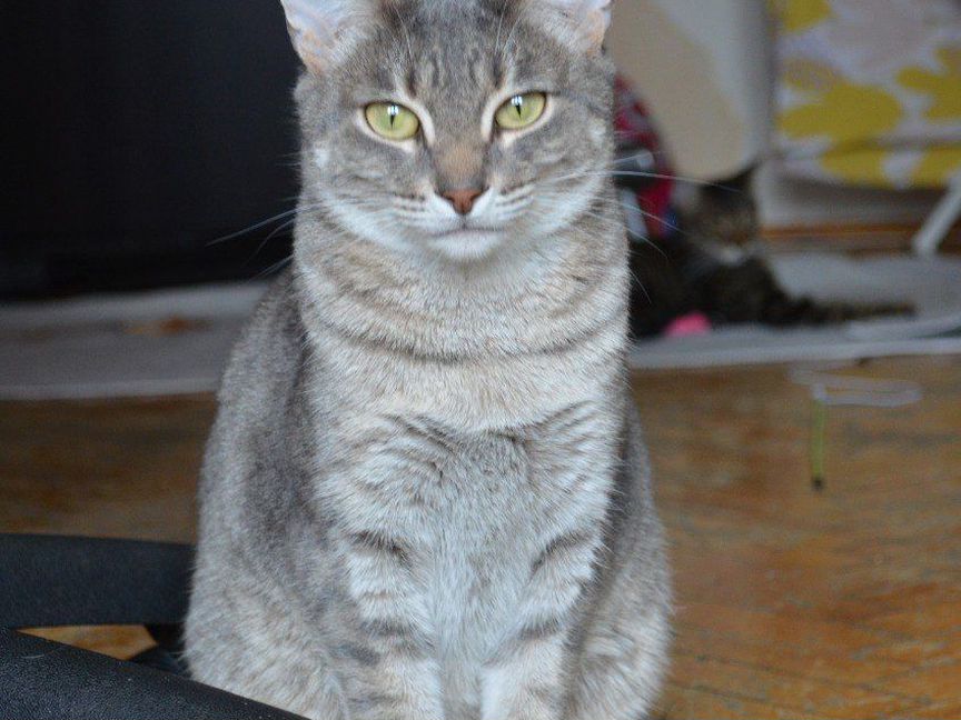 Кошка Оливка в добрые руки