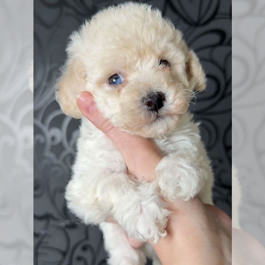 Мальтипу, щенок