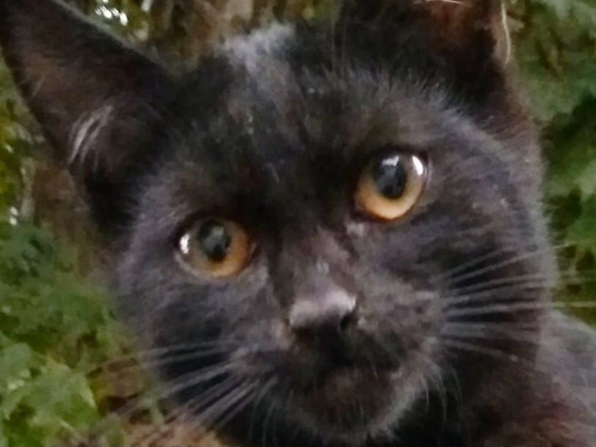 Котик