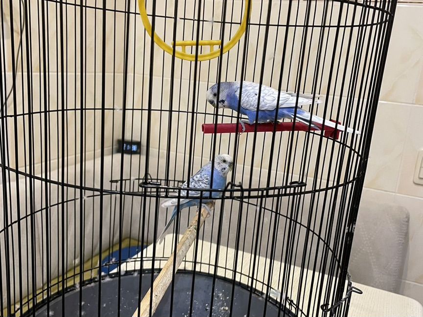 Декоративные птицы