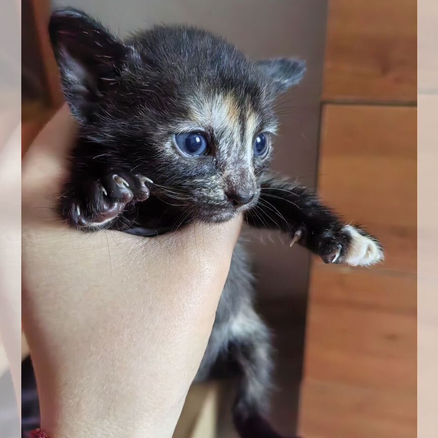 Ориентальный котёнок
