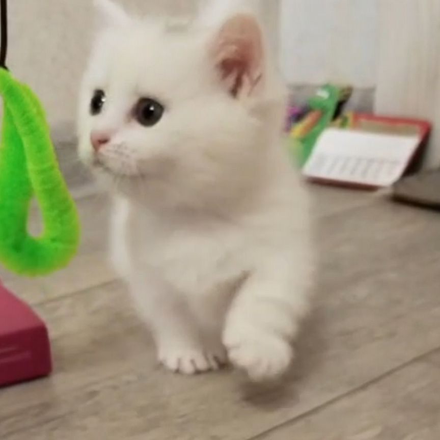 Манчкин котёнок