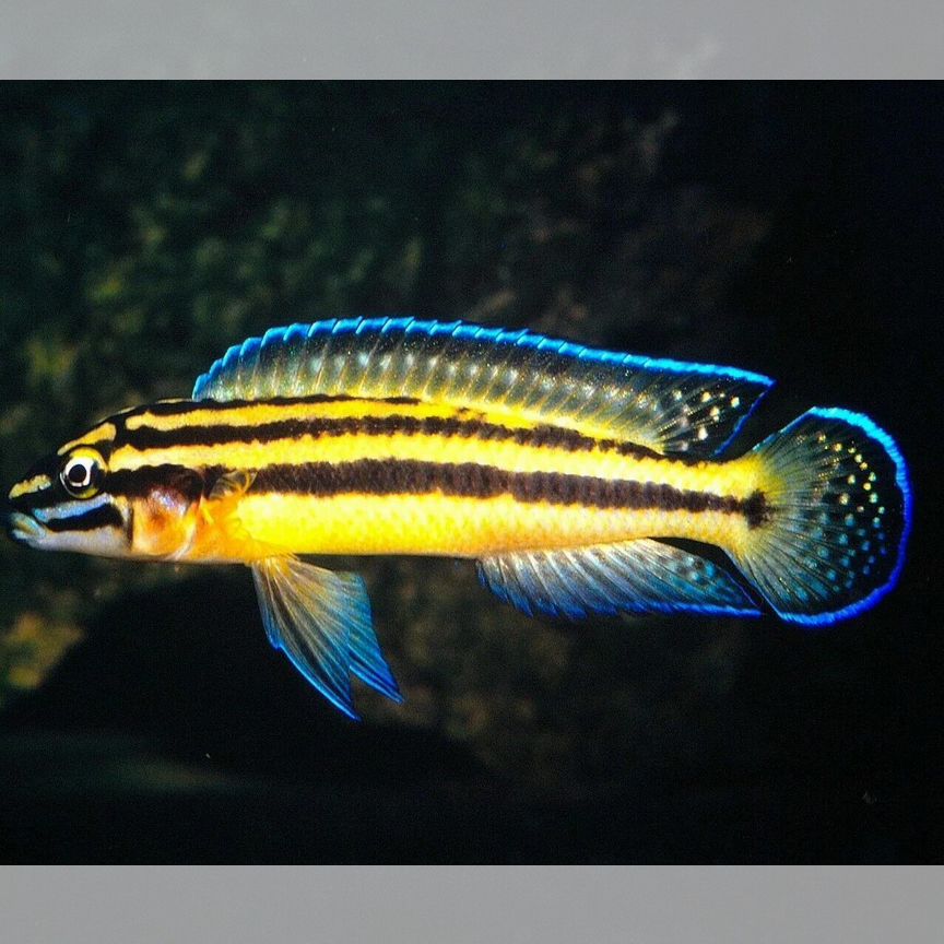 Юлидохромис кипили - Julidochromis Kipili 3-5см