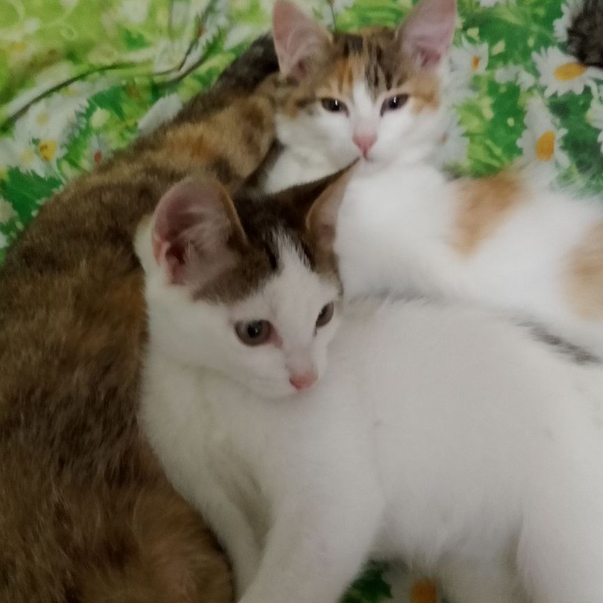 Отдам в хорошие руки котят мальчик и девочка