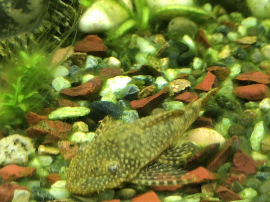 Анциструс, гуппи, данио, улитки хелена