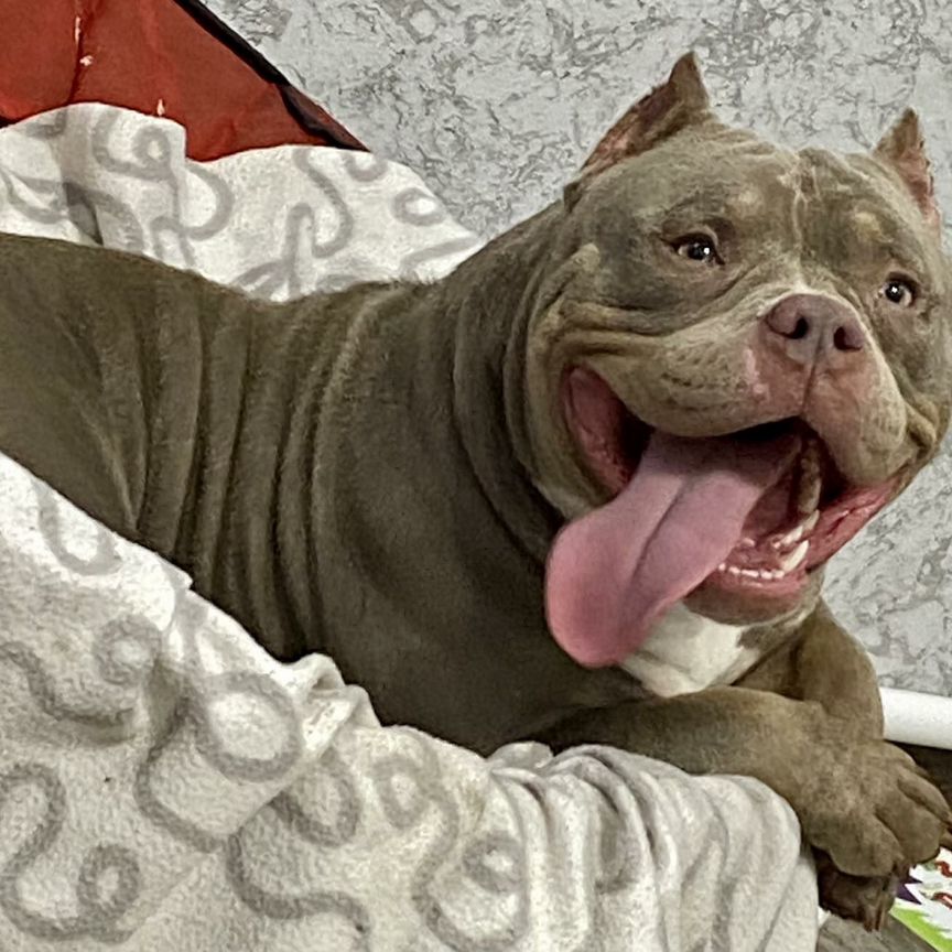 Щенки булли