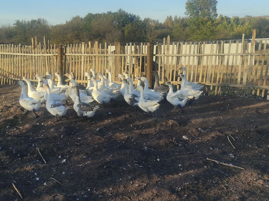 Гуси Взрослые на мясо или живьем