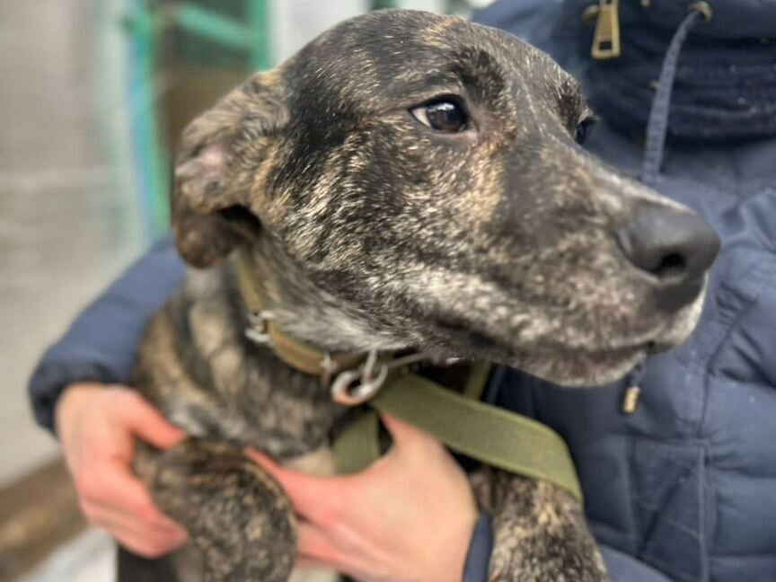 Щенок из приюта в добрые руки