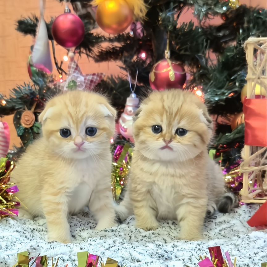 Шотландский вислоухий короткошёрстный котёнок