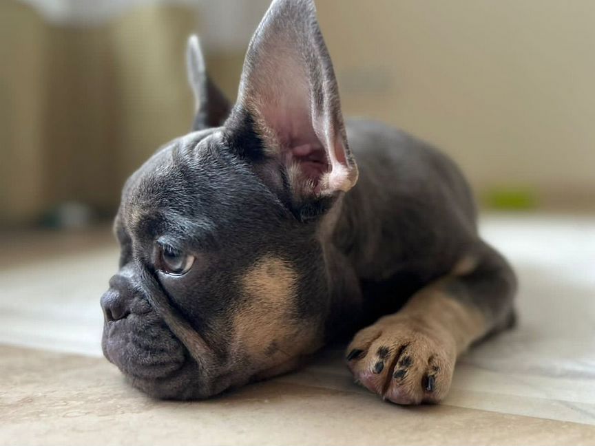 Лиловая куколка