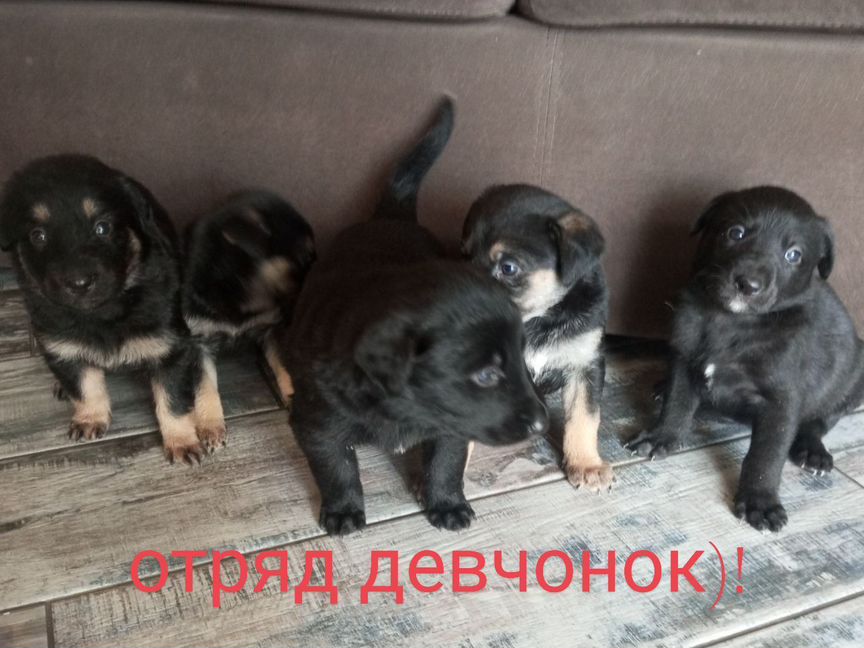 Щенки немецкой овчарки