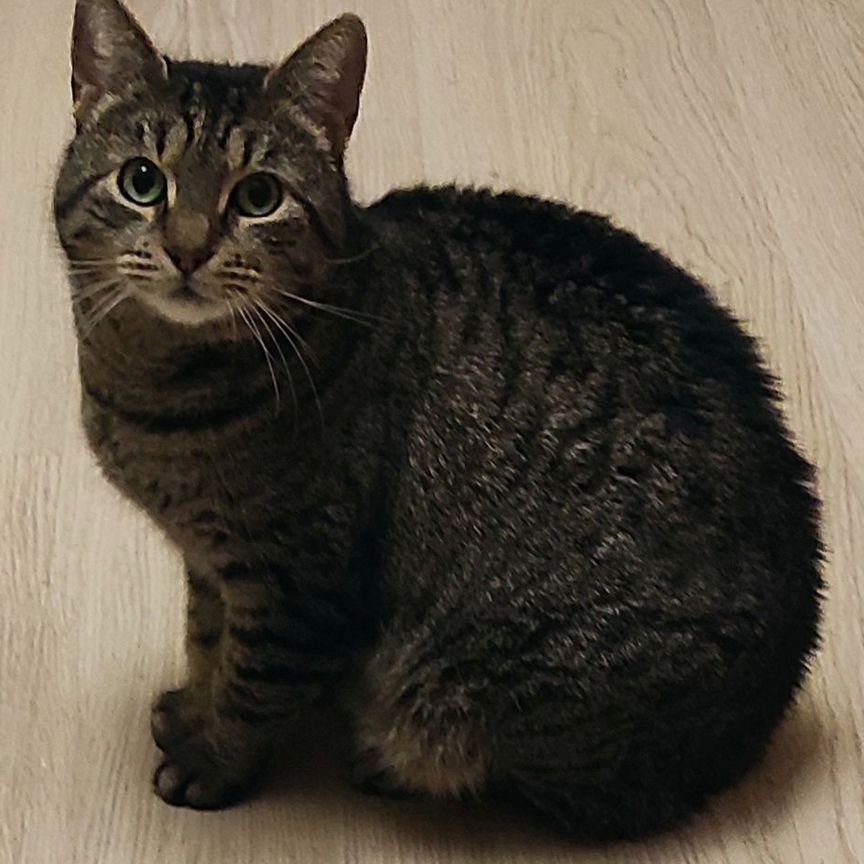 Кошка полосатая со сложной судьбой