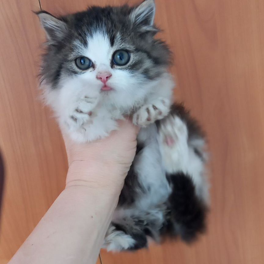 Сибирские котята