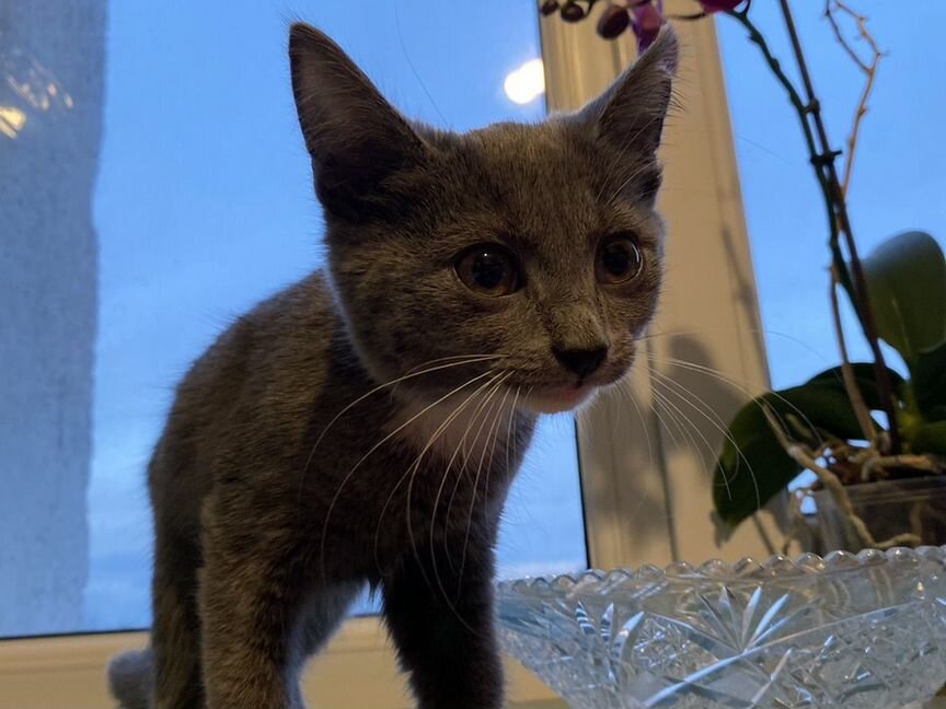 Отдам в добрые руки британца