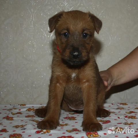 Ирландская леди