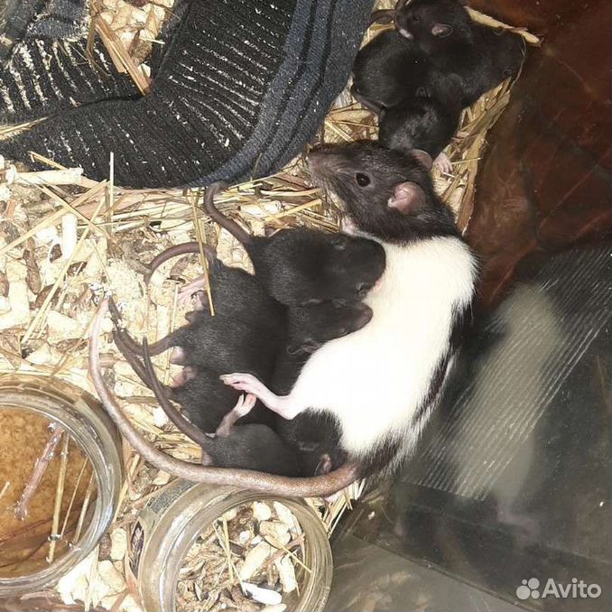 Крысы отдам бесплатно