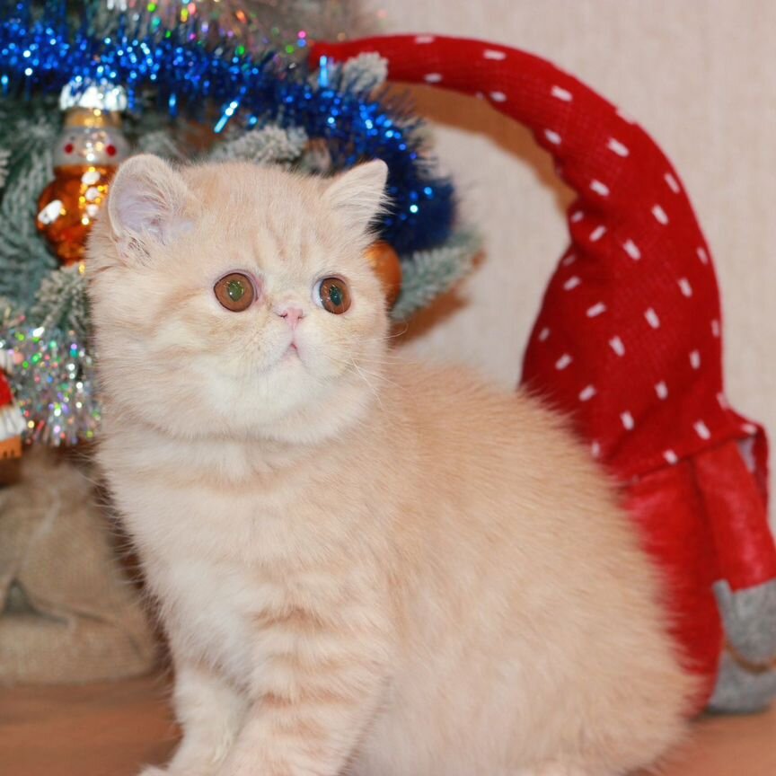 Экзотический короткошёрстный котёнок