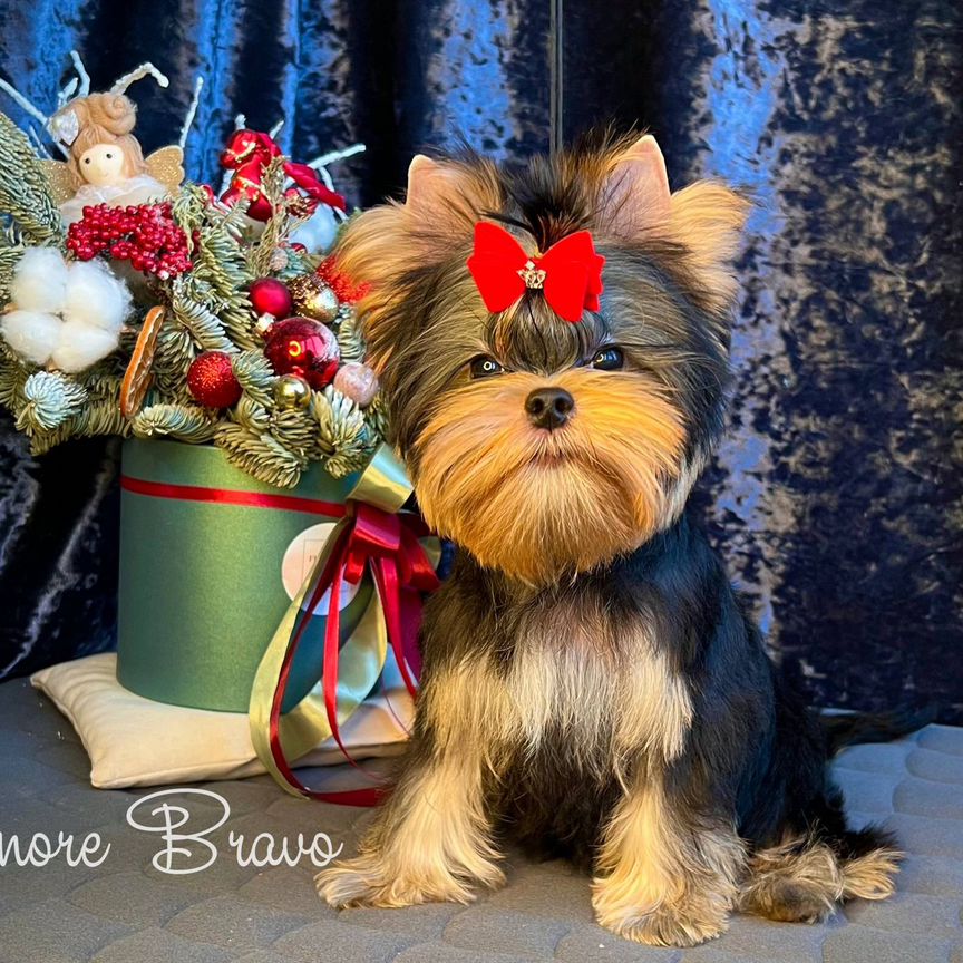 Йоркширский терьер, щенок