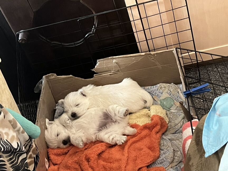 Продажа собак