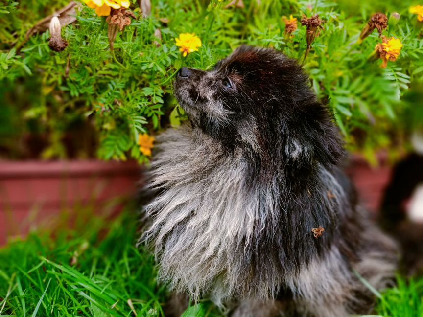 Мраморный мальчик ласкун