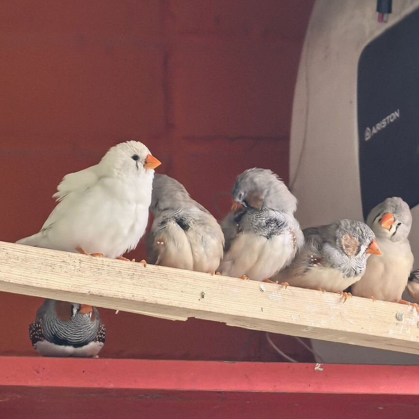 Зебровые амадины