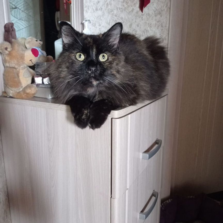 Телепатическая кошка