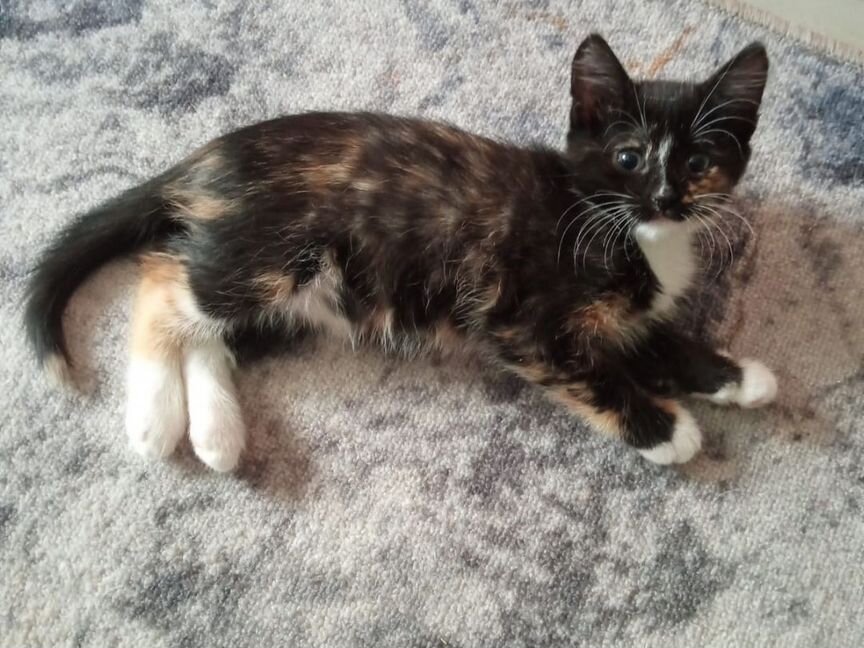 Котёнок девочка