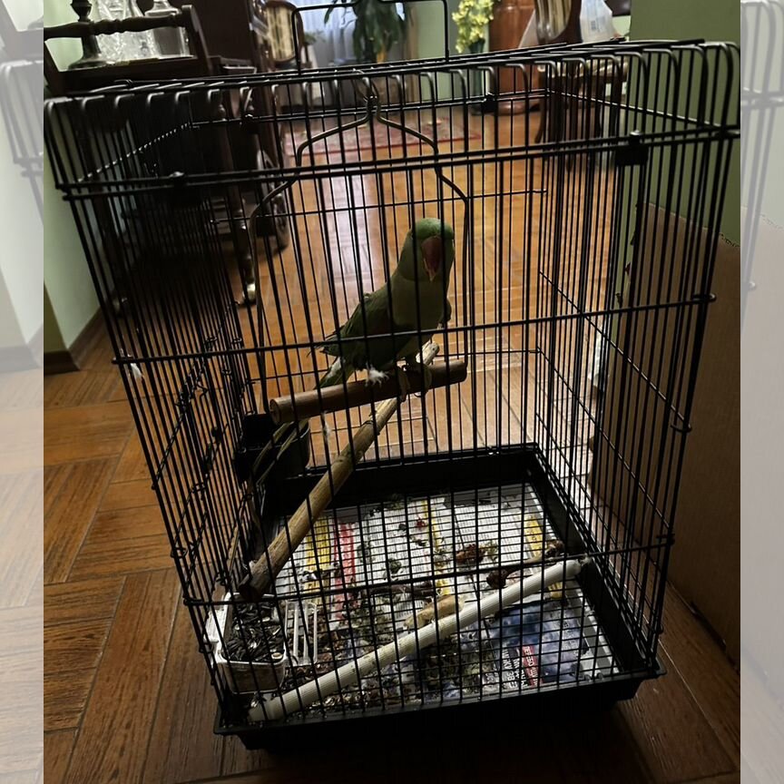 Ожереловый попугай