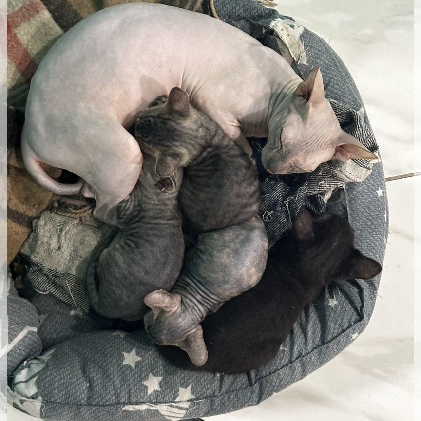 Донской сфинкс котёнок