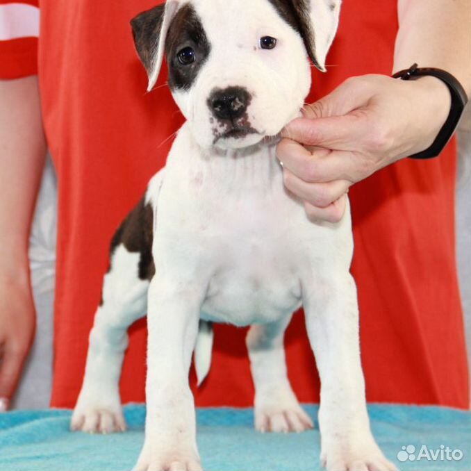 Щенок американского стаффорда, девочка