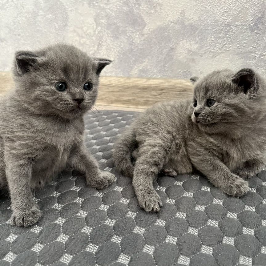Британские плюшевые котята