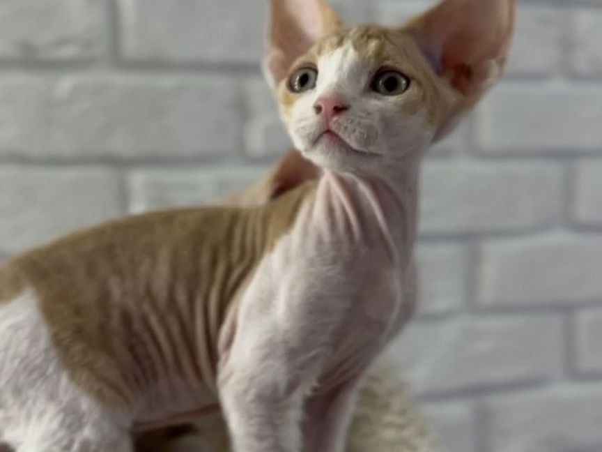 Котята девон-рекс