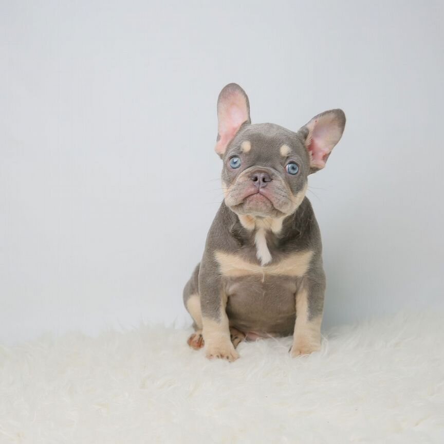 Французский бульдог лиловая крошка