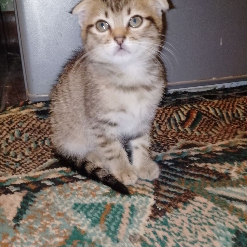 Котята вислоухие