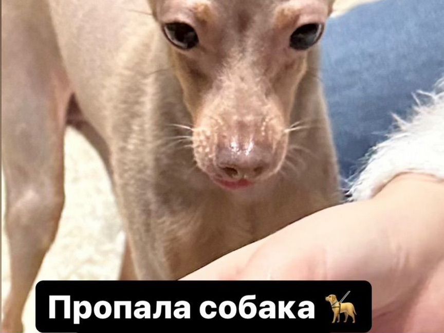 Собака
