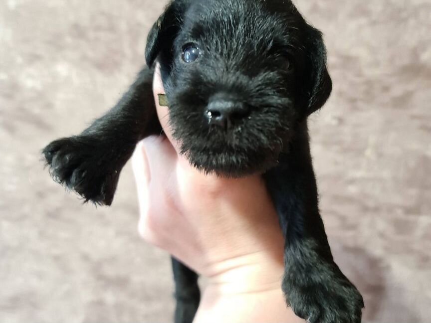 Цвергшнауцер